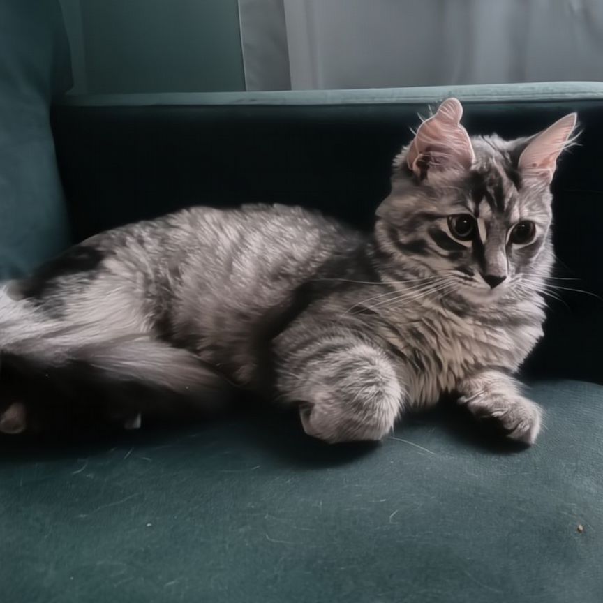 Мейн-кун котёнок