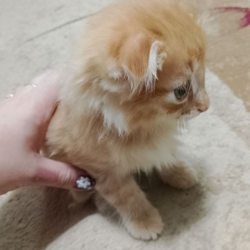 Отдам прелестную кошечку в добрые руки, кушает все