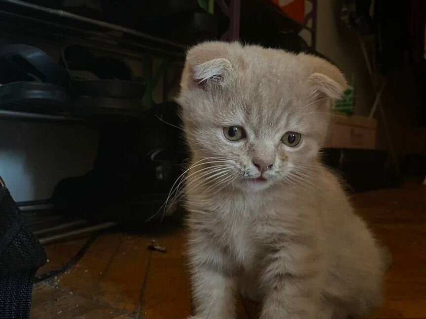 Продается котик британский вислоухий