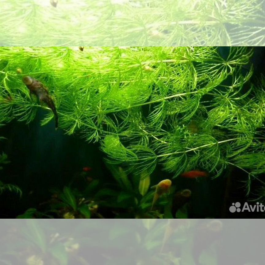 Роголистник Аквариумные растения