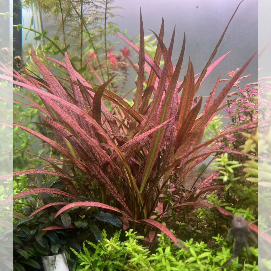 Криптокорина Спиралис Красный Тигр