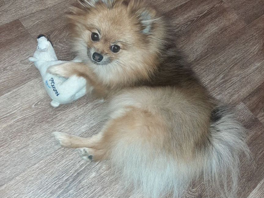 Немецкий шпиц вязка