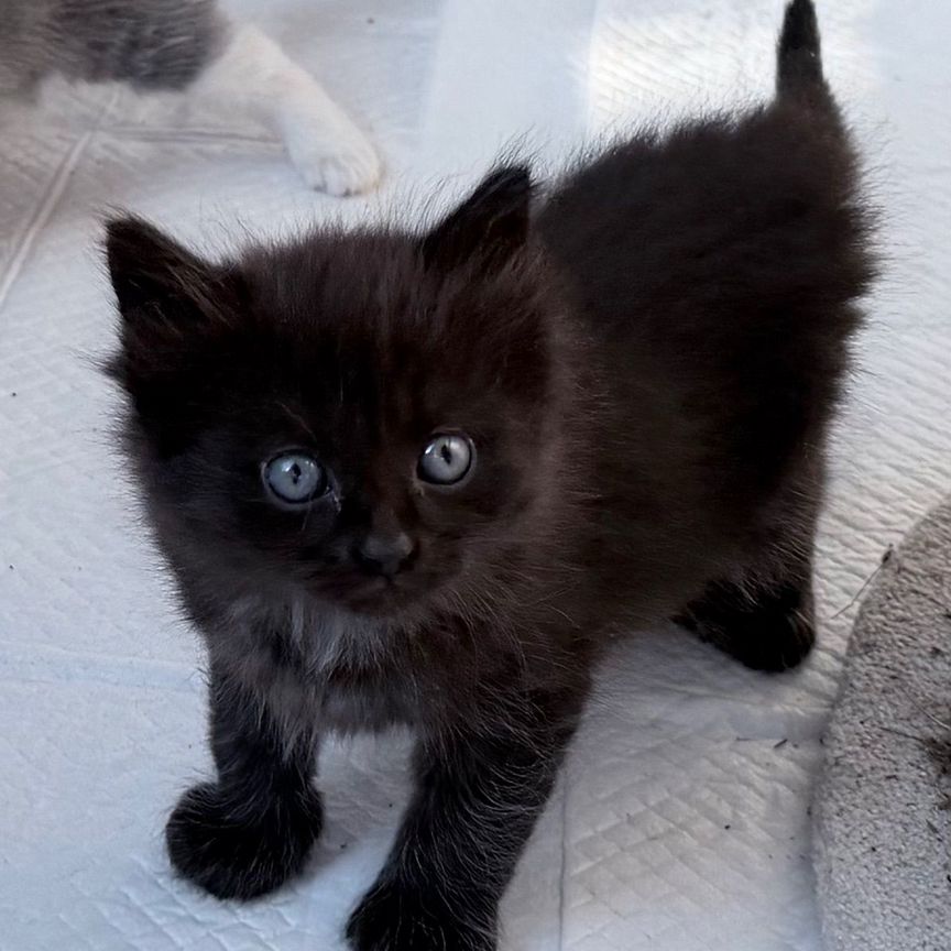 Котёнок в добрые руки