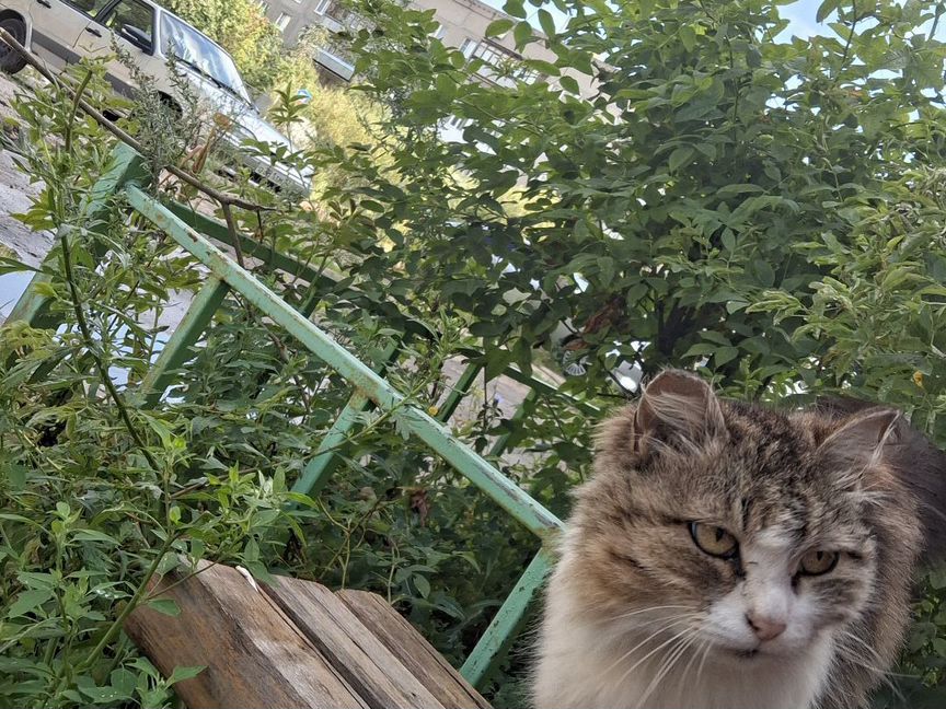 Кошка Машка и Барсик кот ищут дом