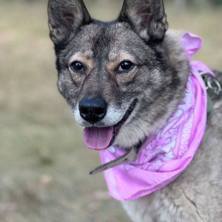 Собака компаньон в добрые руки