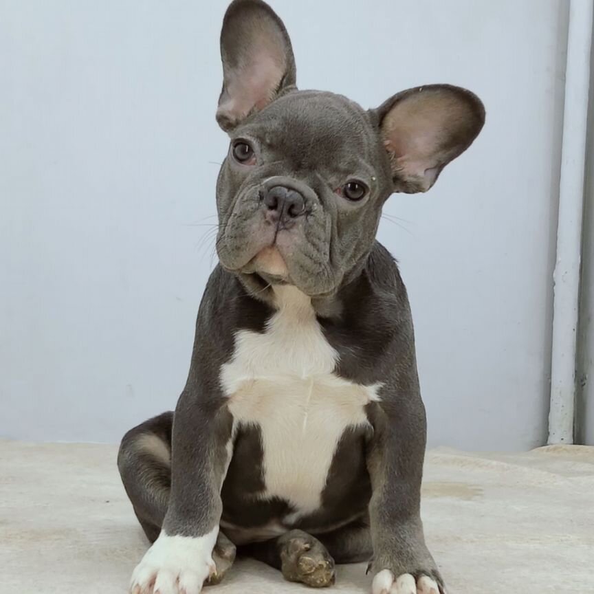 Французский бульдог, щенок