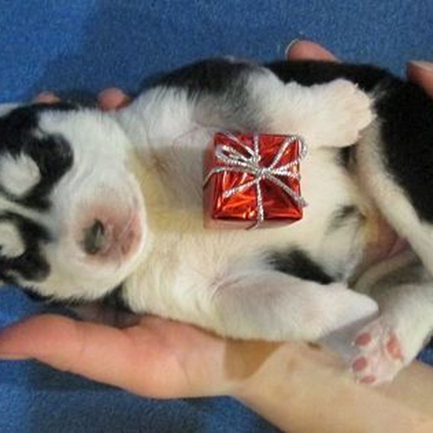 Замечательные хасята