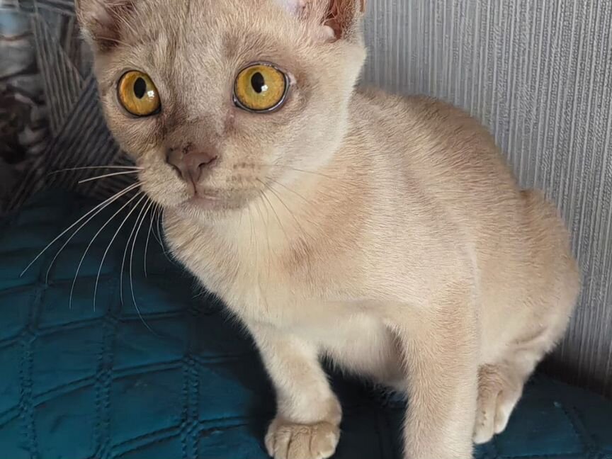 Бурманские котики