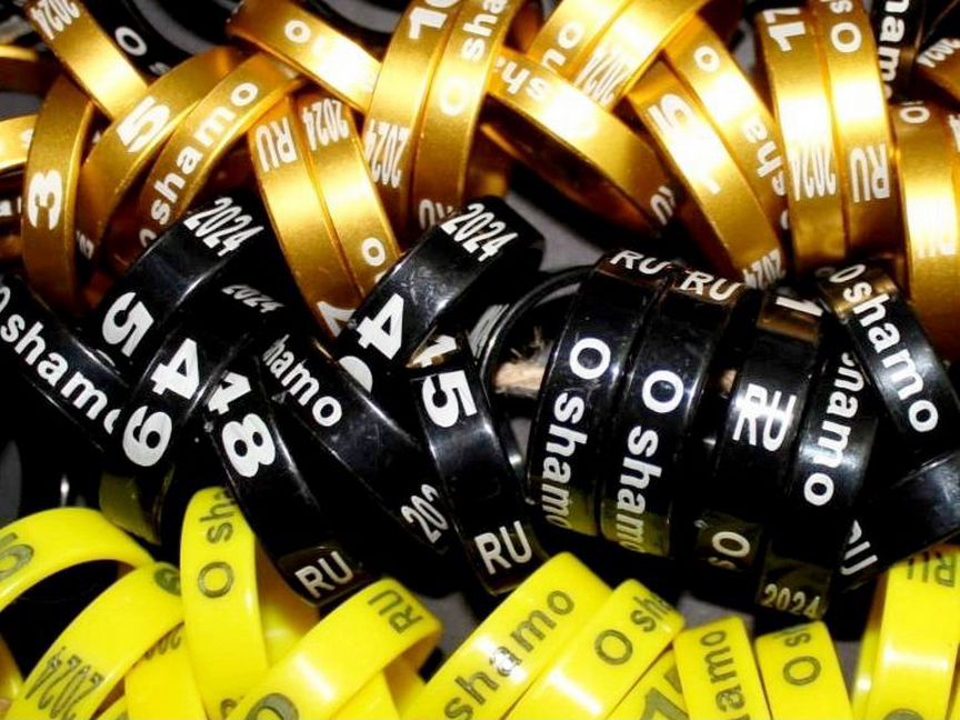 Кольцо для бойцовых петухов