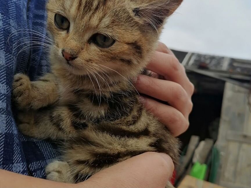 Кошка