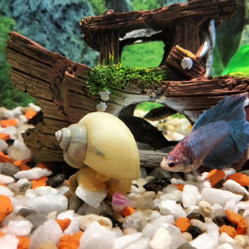 Улитки ампулярии