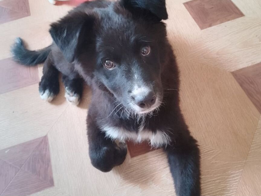 Щенок в добрые руки