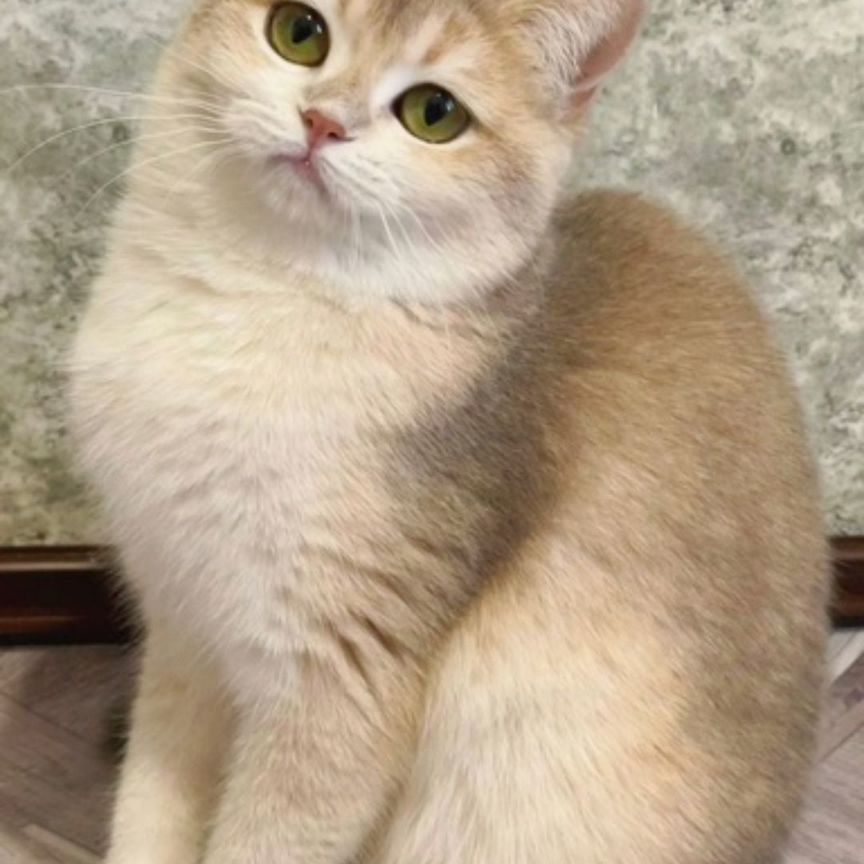 Кошка голубое золото