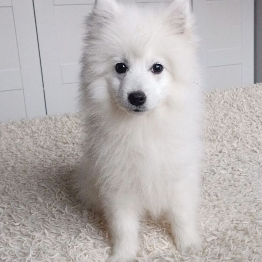 Японский шпиц, щенок