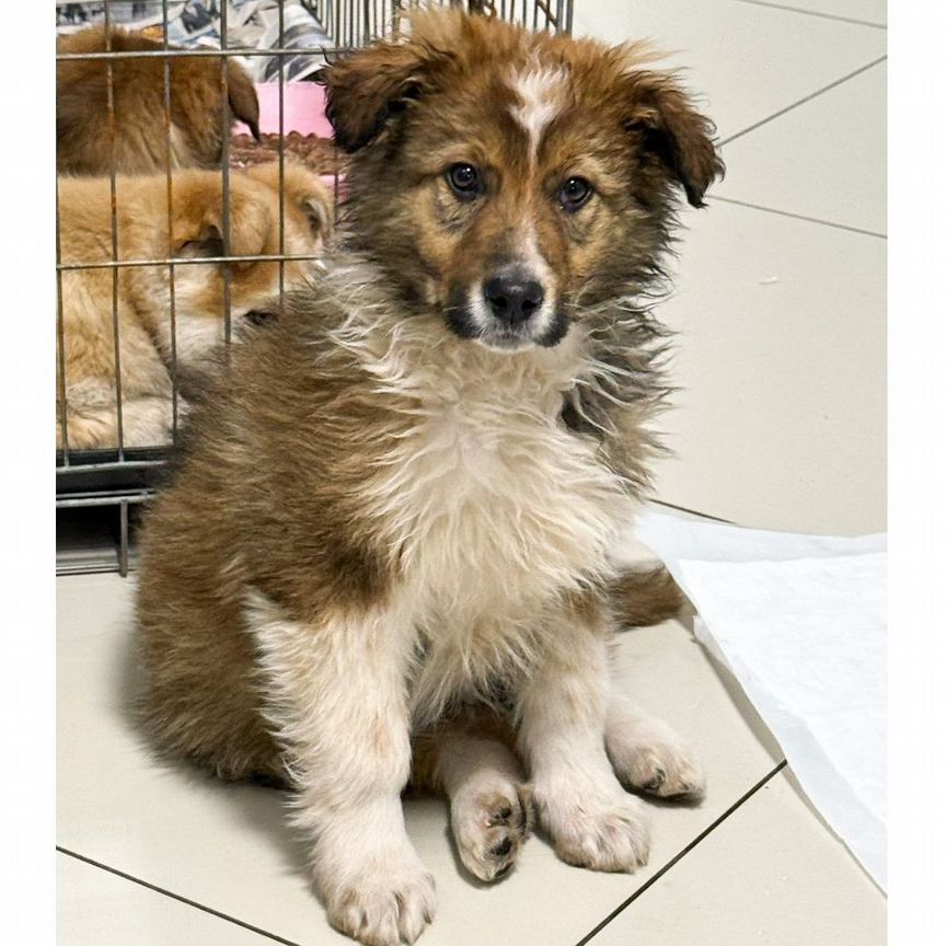 Щенок Барон в частный сектор