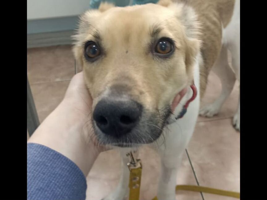 Злата девочка нашли ЖК самолёт Вертолетная 16