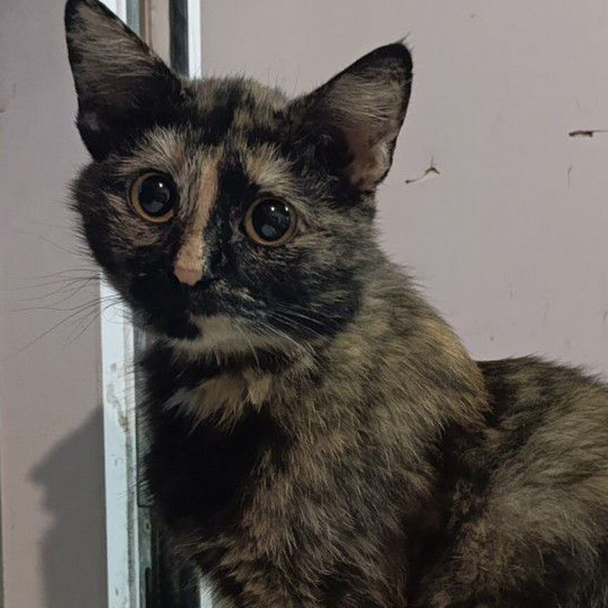 Взрослая, кошка в добрые руки