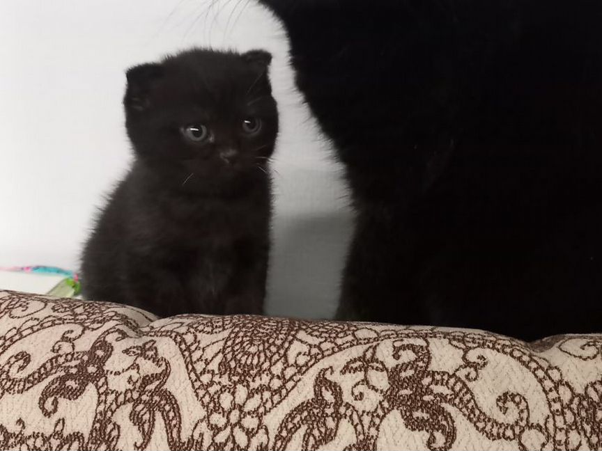 Шотландские котята