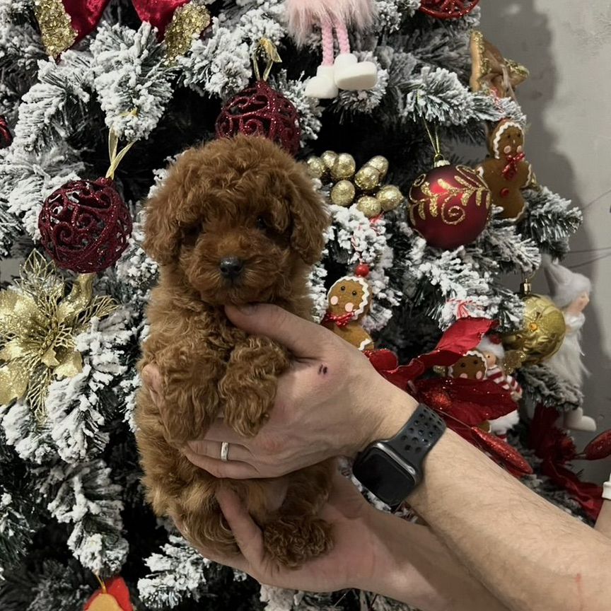 Той-пудель, щенок