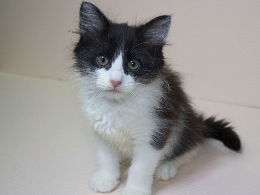 Маленькая девочка Пушинка для счастья в доме