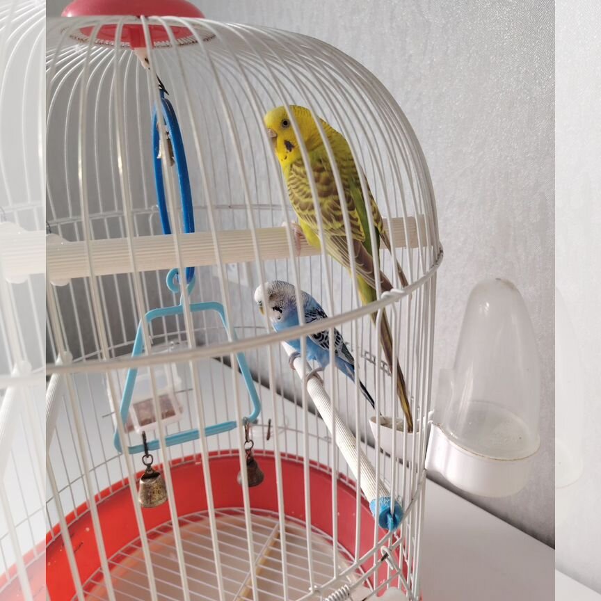 Волнистый попугай с клеткой