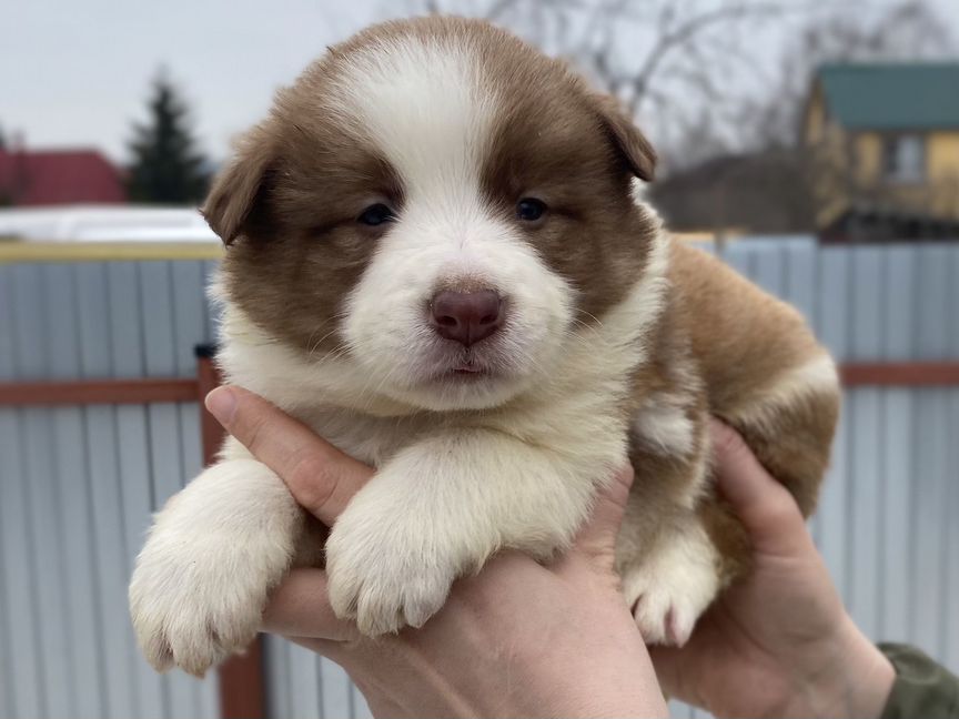 Мальчик бордер колли