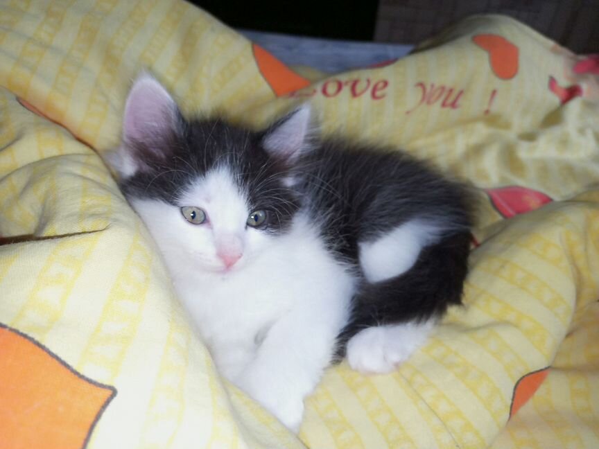 Пушистый котенок в добрые руки