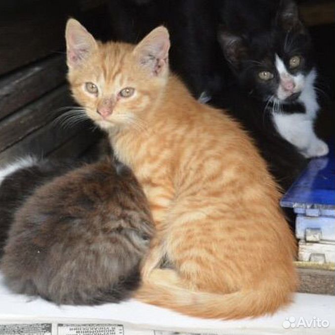 Рыжий полосатый котенок в добрые руки