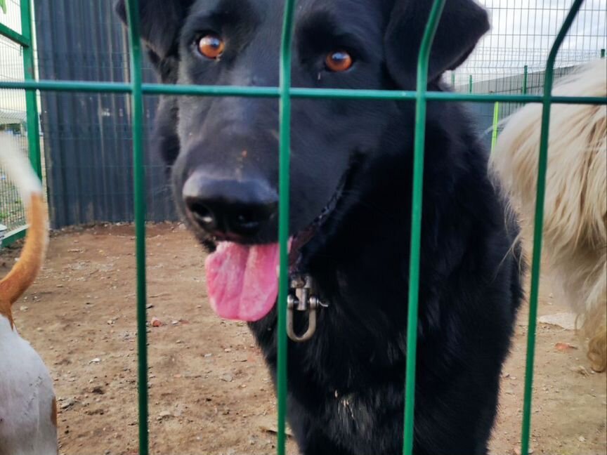 Собака в добрые руки