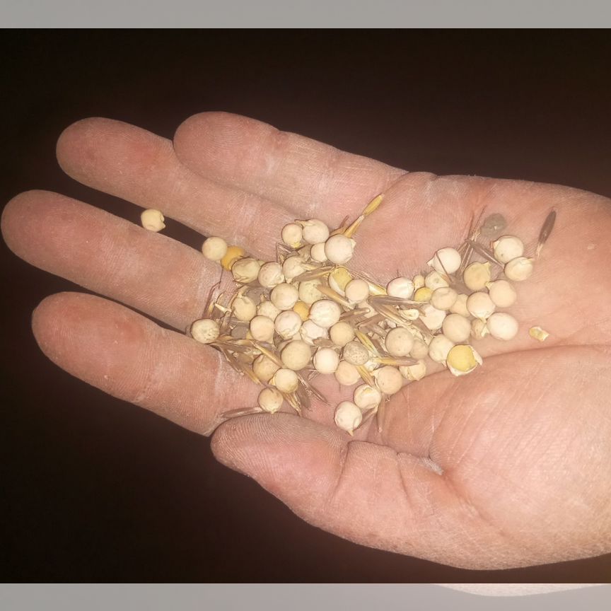 Зерно пшеница ячмень