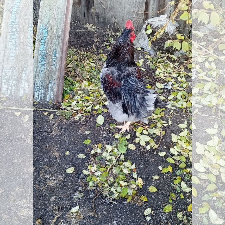 Молодые петухи