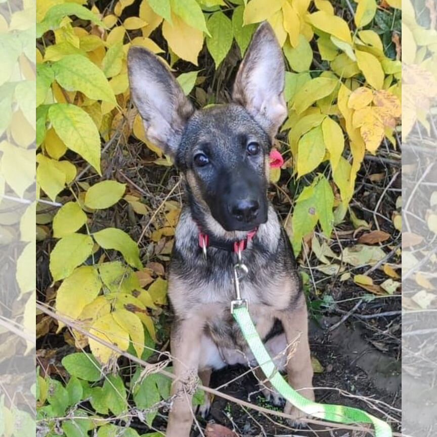 Щенок в добрые руки