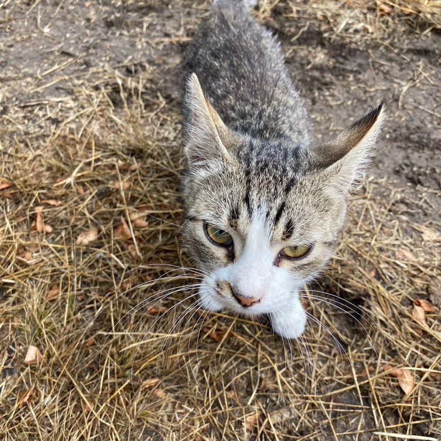 Кот рысь в добрые руки