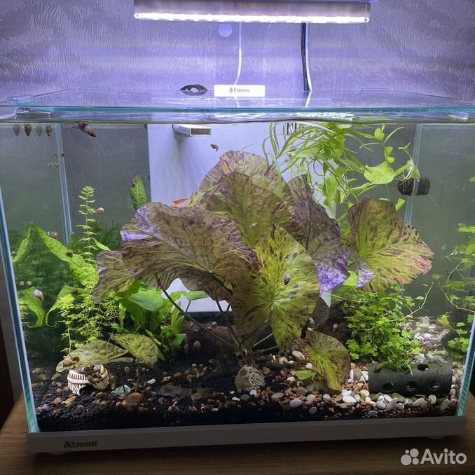 Нимфея тигровая