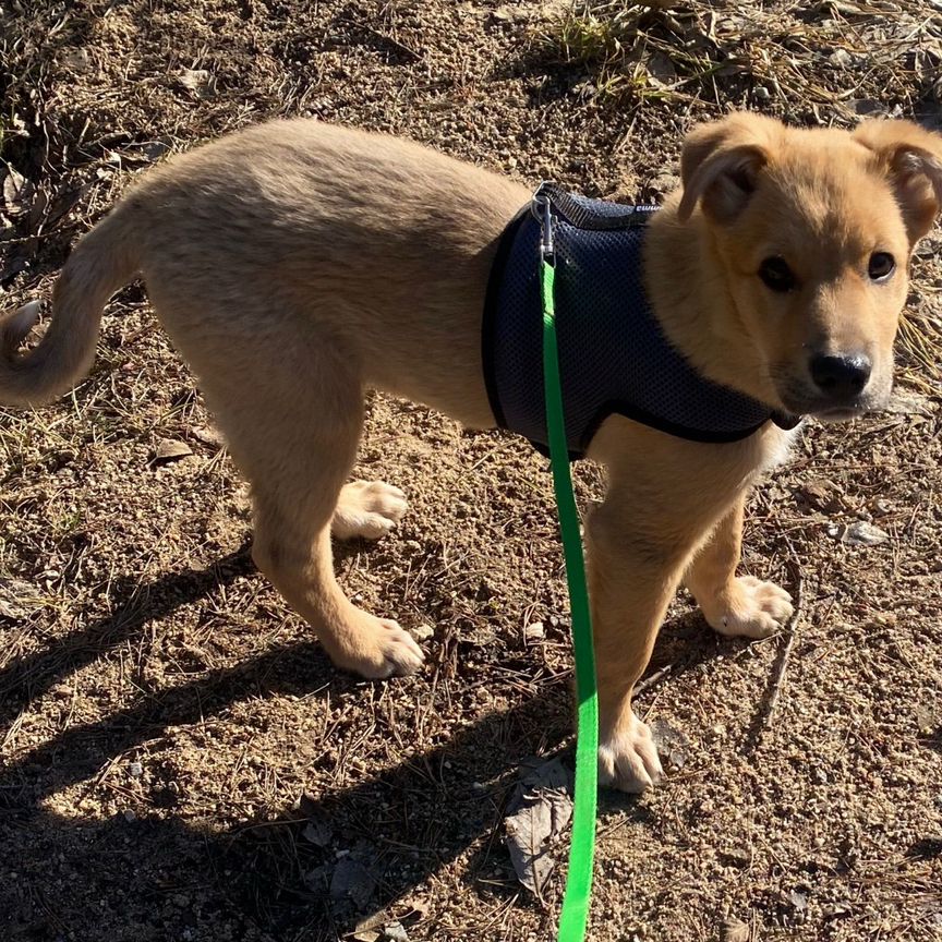 Отдам в добрые руки щенка