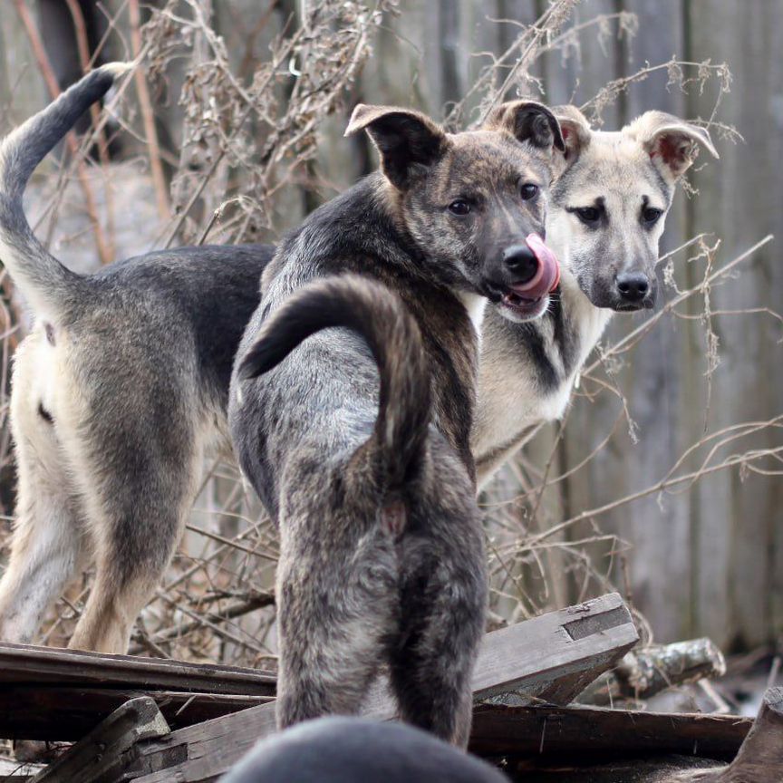 Щенки в добрые руки