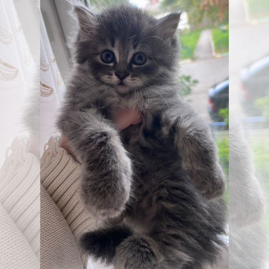 Сибирские котята