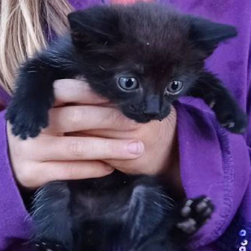 Котята в добрые руки бесплатно