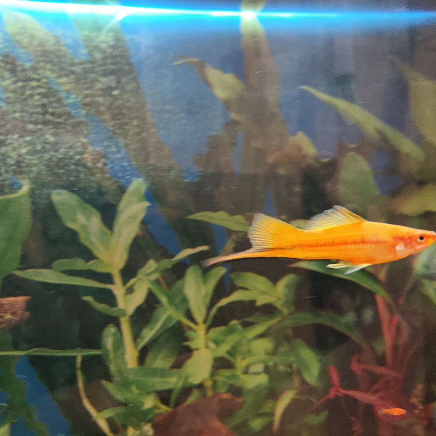 Меченосец, самец