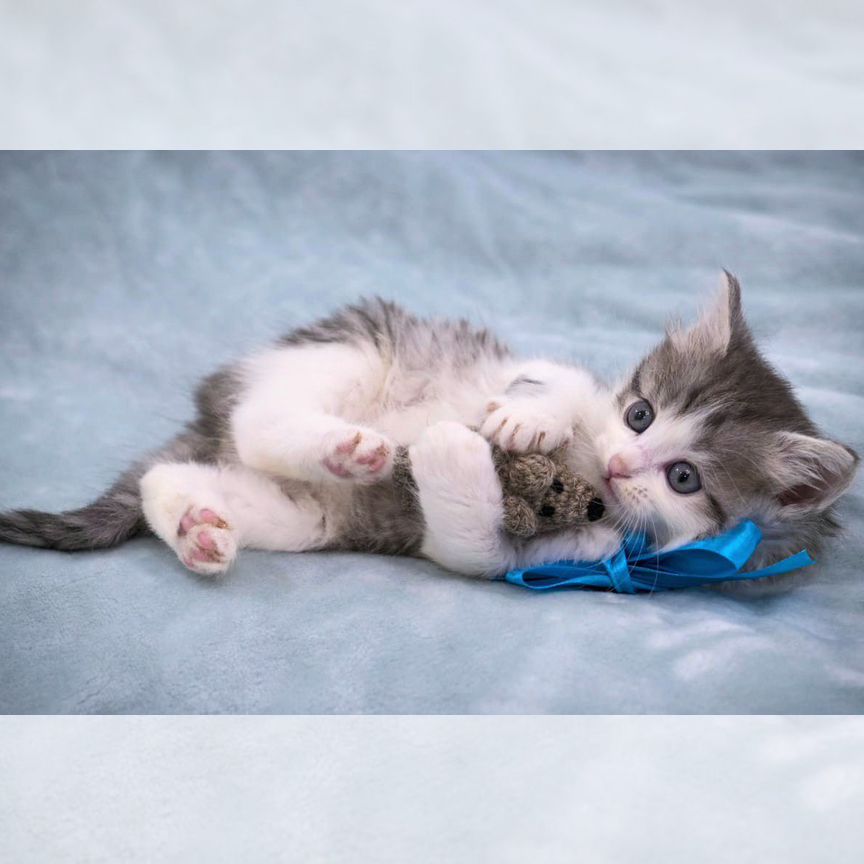 Котёнок в добрые руки