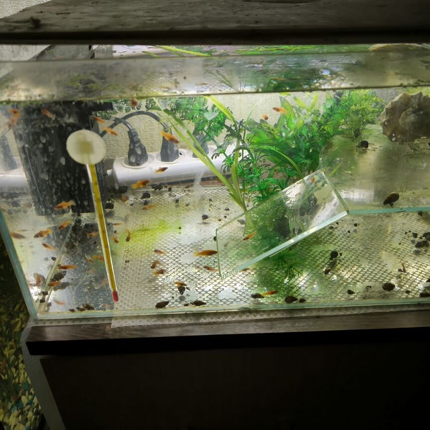 Мальки меченосцев