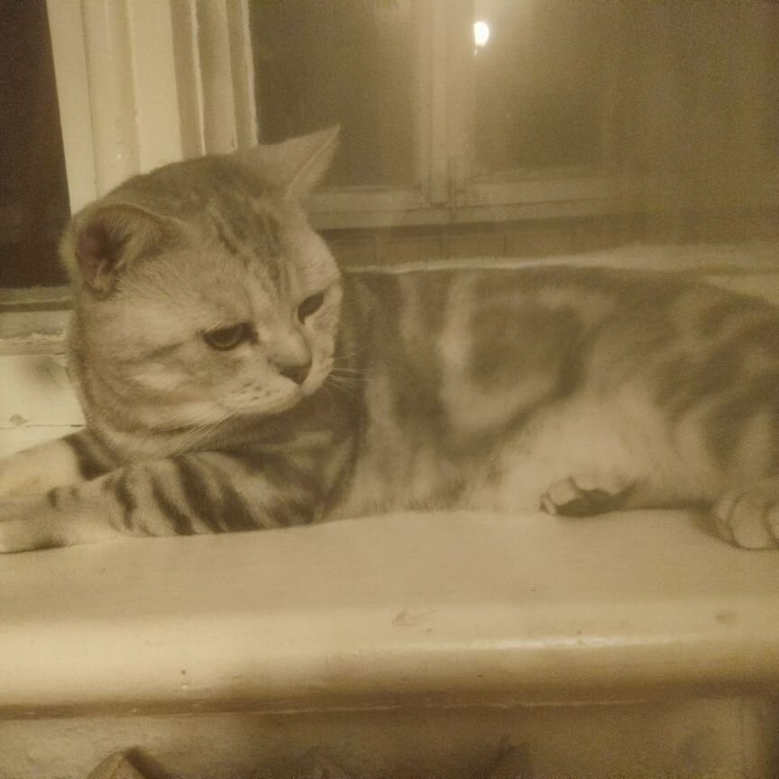 Шотландский кот страйт вязка