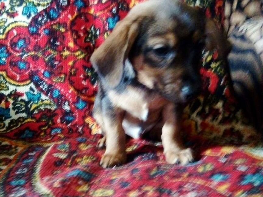 Такса помесь и чихуа хуа