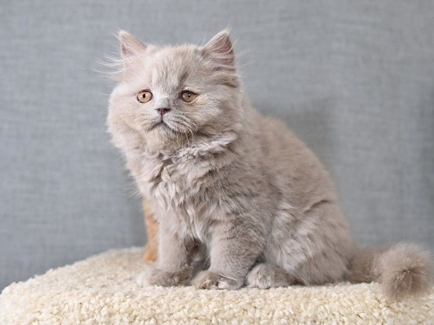 Лиловый британский котенок мальчик