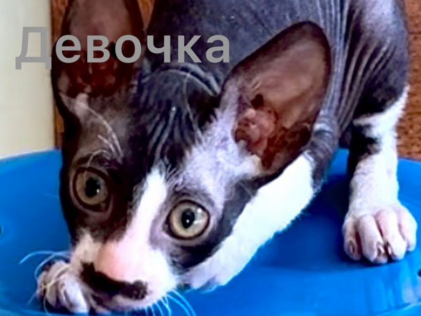 Котята корниш-рекс