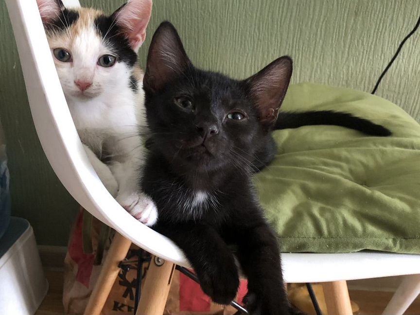 Кошка