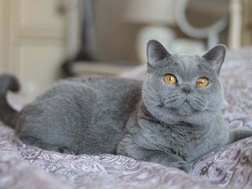 Британская кошка