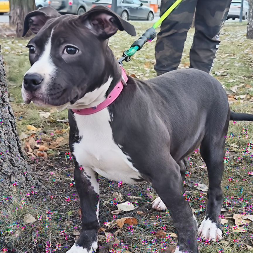 Американский стаффордширский терьер, щенок