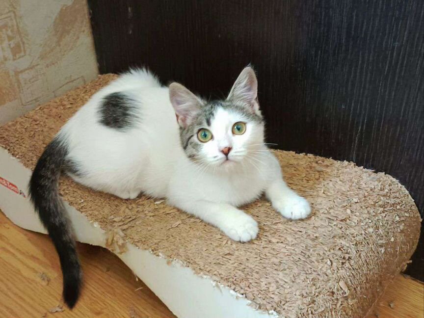 Я ищу семью