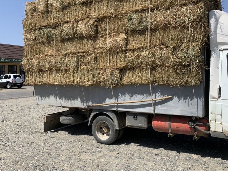 Сено суданка